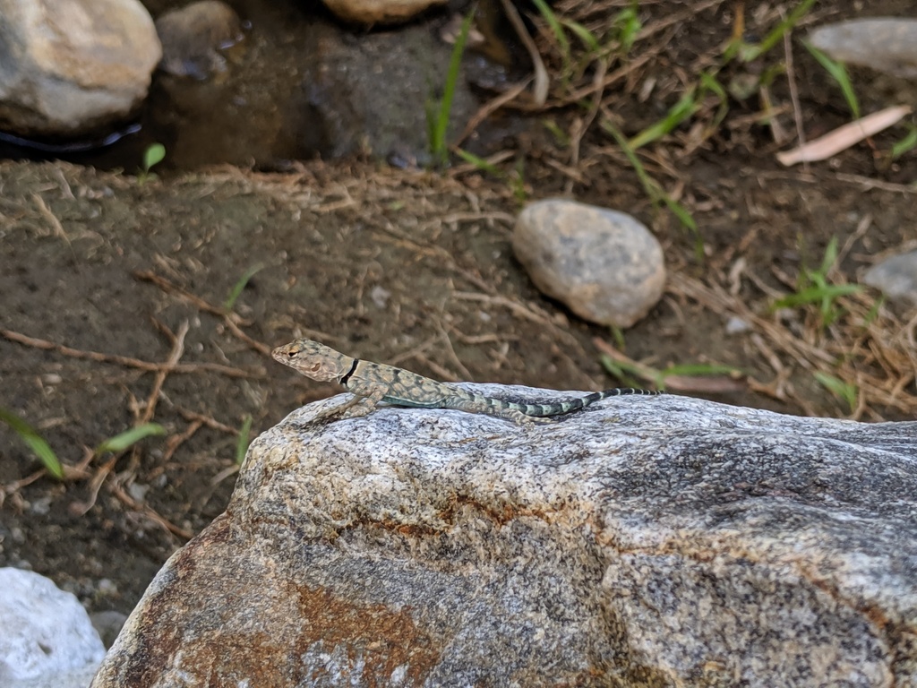 Banded Rock Lizard from Riverside County, CA, USA on September 6, 2019 ...