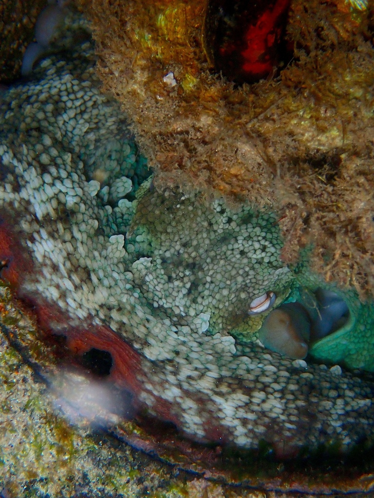 Star Octopus from Cockburn, AU-WA, AU on May 18, 2025 at 08:05 PM by ...
