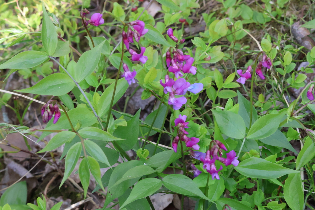 spring vetch from Ruskeasuo, Helsinki, Suomi on May 18, 2025 at 05:27 ...