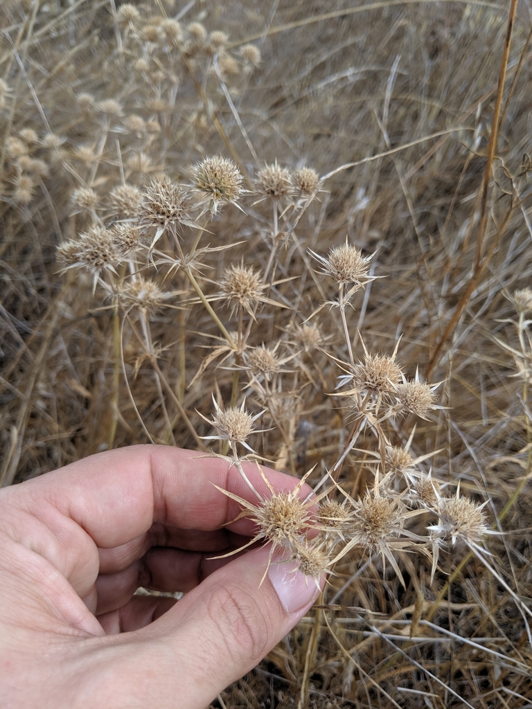 Delta Coyote-thistle from Clayton, CA 94517, USA on September 7, 2019 ...
