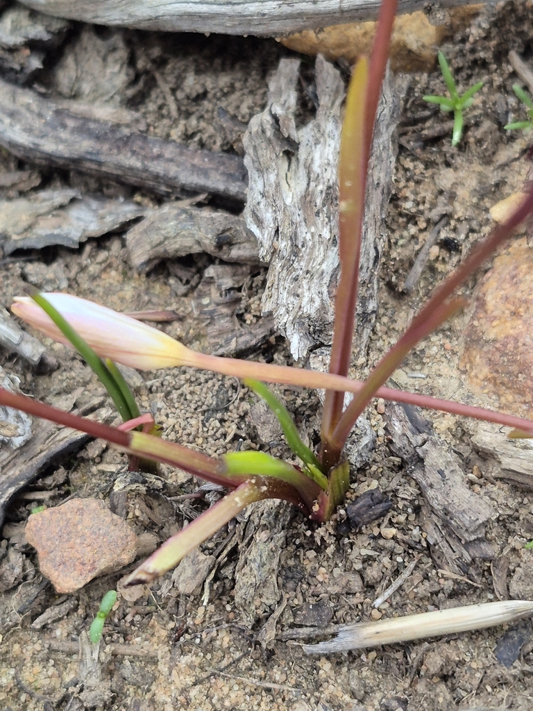 White Capestar from Witzenberg Local Municipality, South Africa on May ...