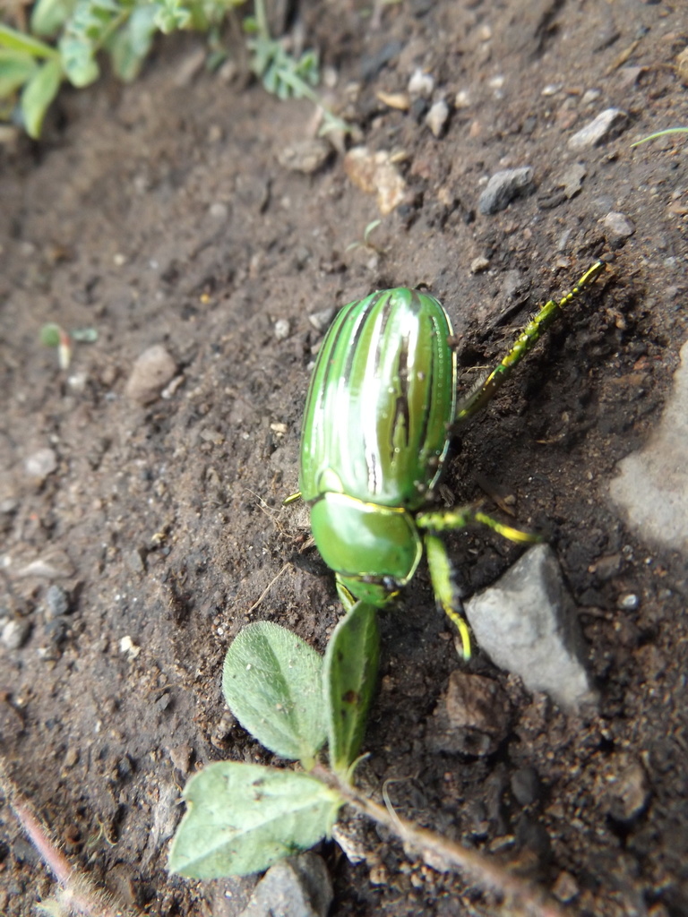 Glorious Jewel Scarab in July 2018 by Alejandro Gómez Nísino · iNaturalist
