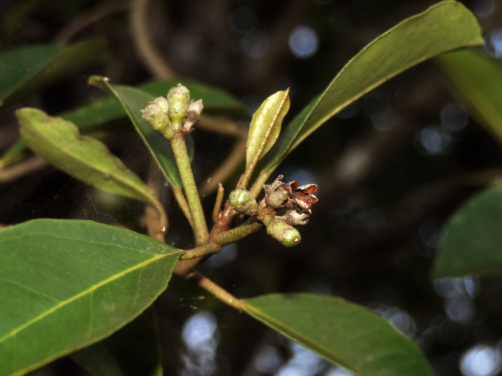 Camptostemon philippinense in October 2011 by Abu Hamas. 1. Flower buds ...