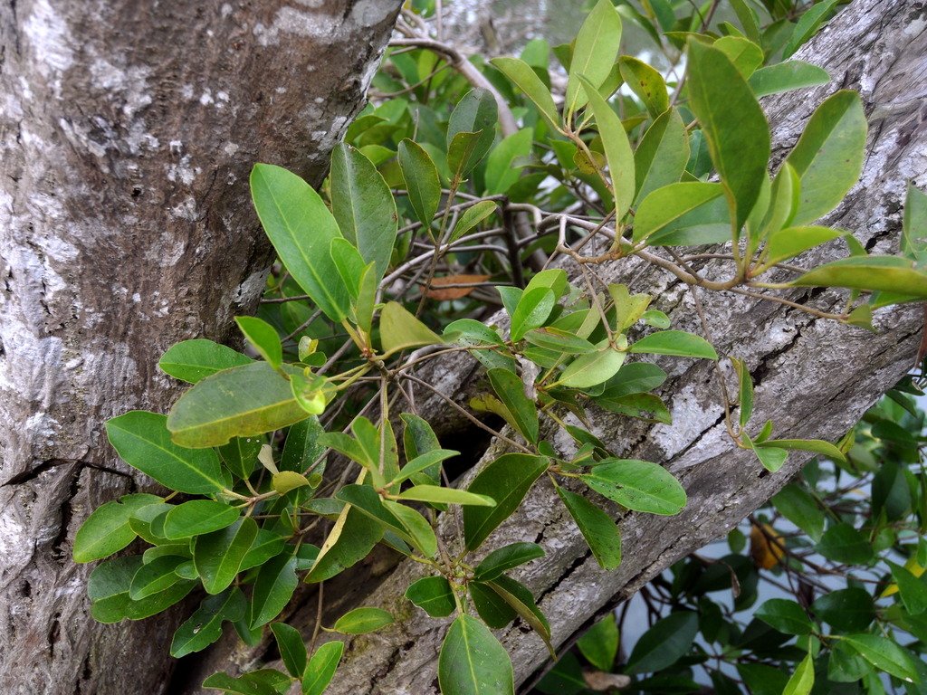 (Camptostemon philippinense) - Botanical Realm