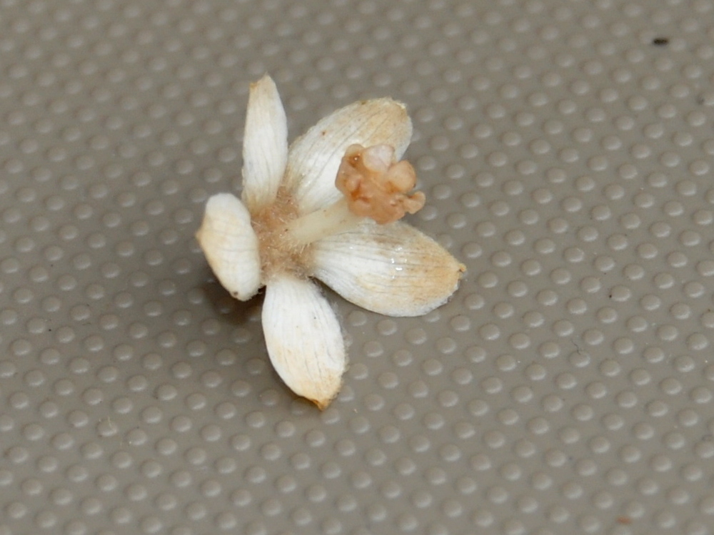 (Camptostemon philippinense) - Botanical Realm