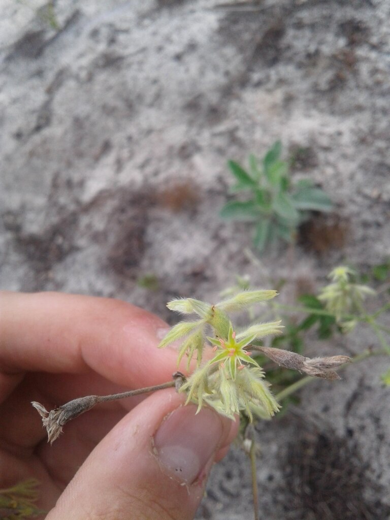 Scrub Buckwheat in April 2018 by Ethan Bass · iNaturalist