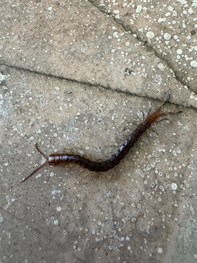 Minor Blueleg Centipede from Avenida Francisco I. Madero, Isla Aguada ...