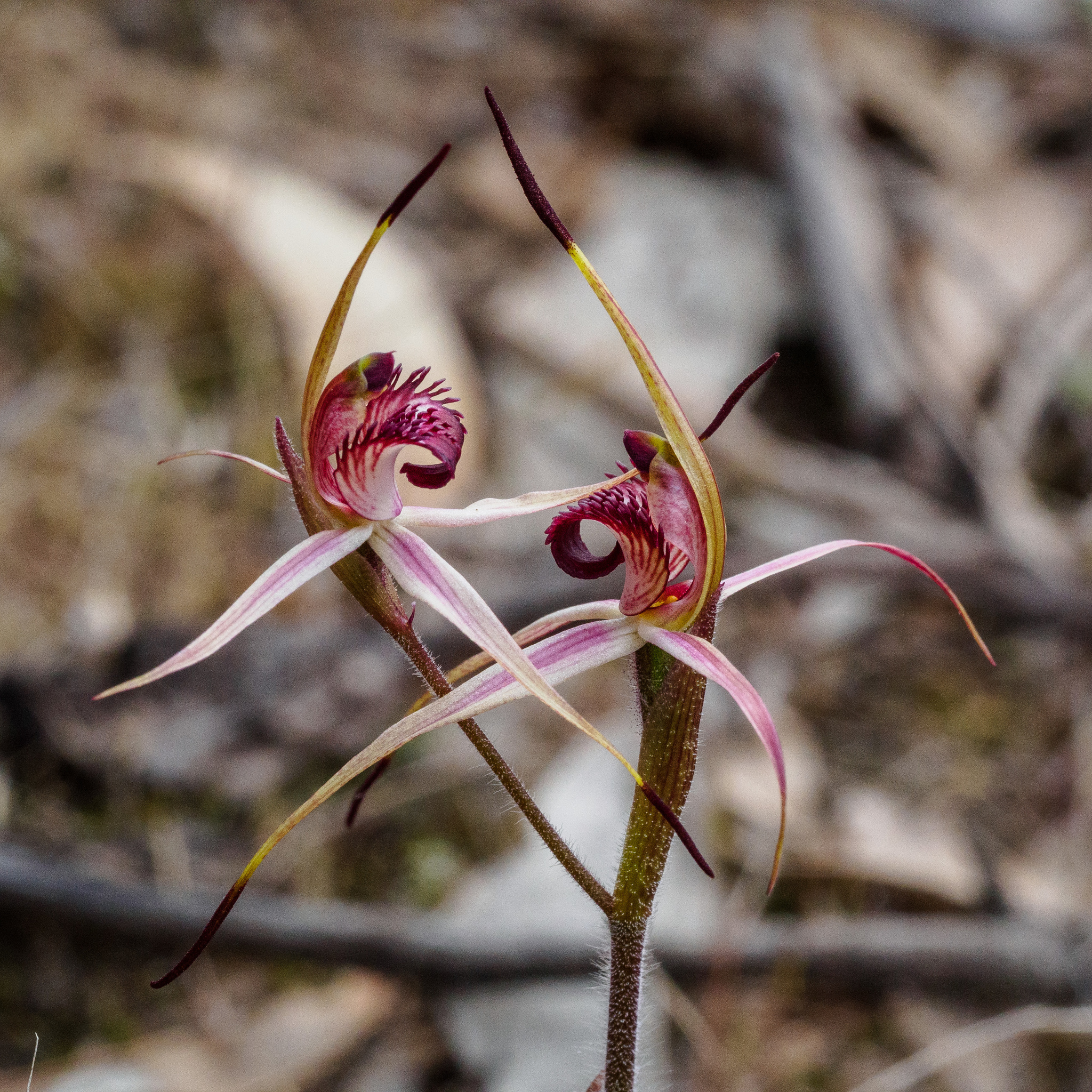 Red Spider Orchids