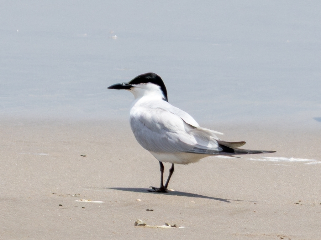 Gull-billed Tern from Cameron Parish, LA, USA on May 17, 2025 at 01:48 ...