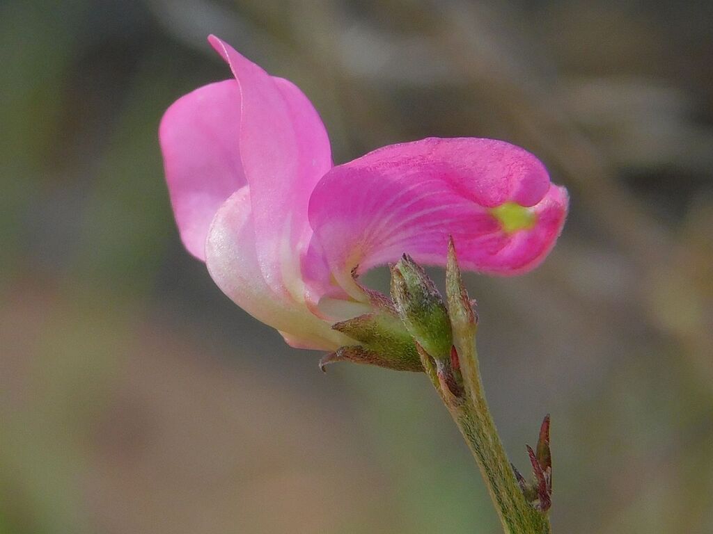 Cape Hoarypea from Buffaloridge Genadendal, 7234, South Africa on May ...