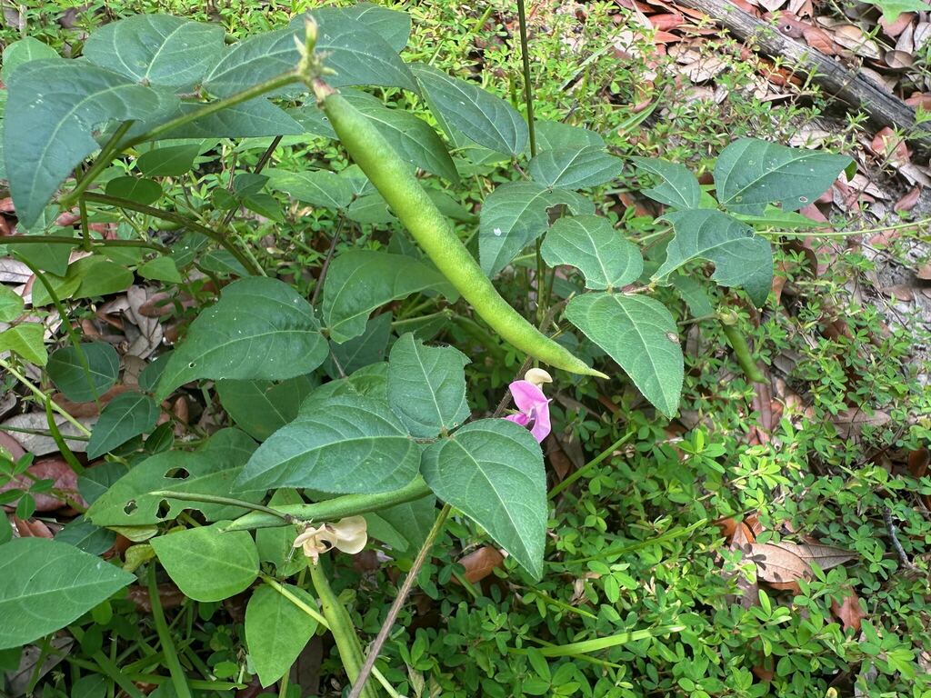 trailing fuzzy-bean from Jackson County, MS, USA on May 18, 2025 at 09: ...
