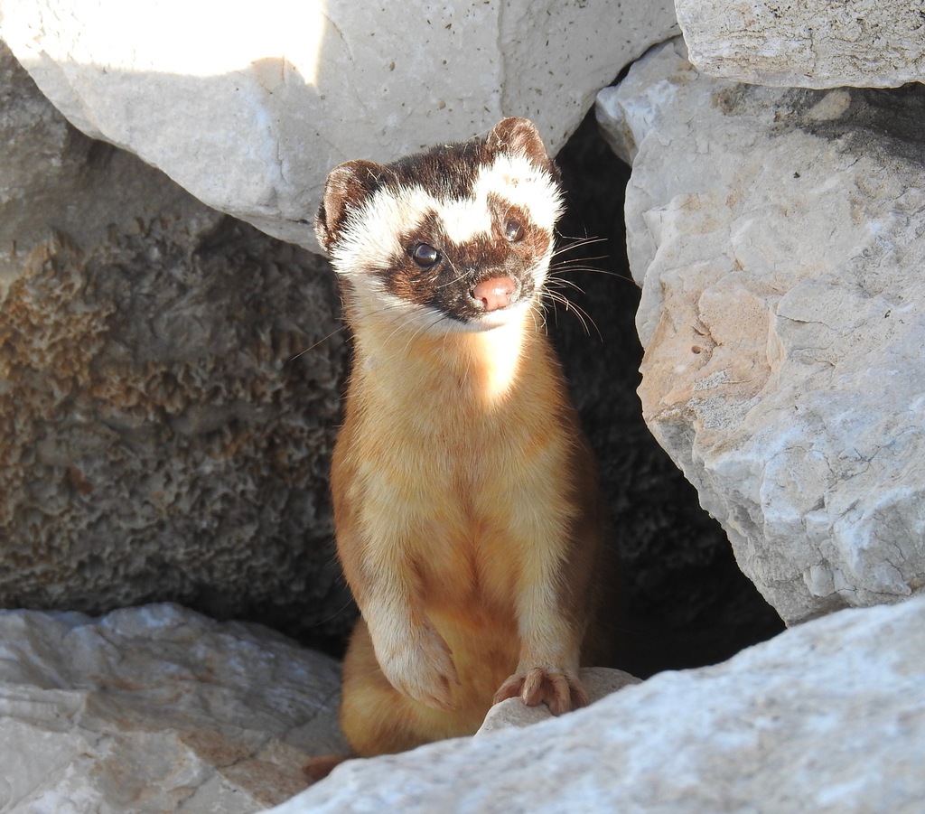 New Mexican Long-tailed Weasel (Neogale frenata neomexicana) - Know ...