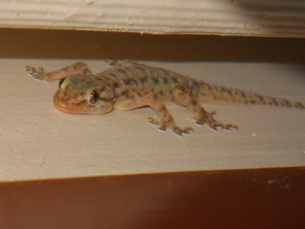 Brook's House Gecko from Fatona, Colva, Goa, India on January 26, 2012 ...