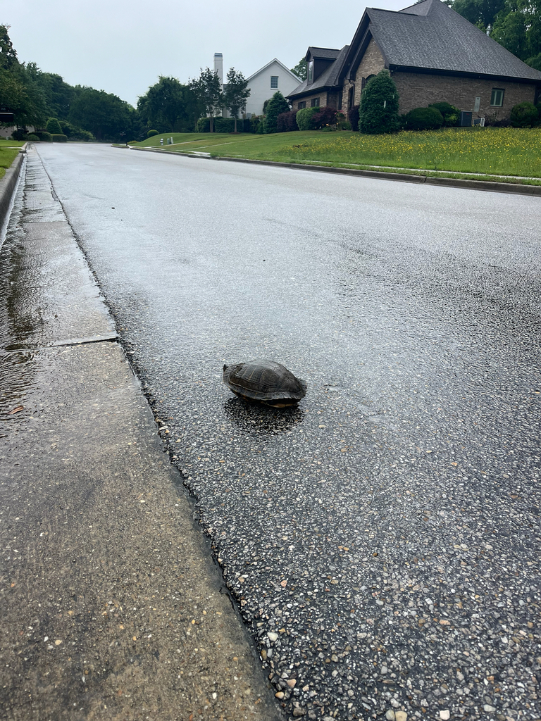 Pond Slider from Town Creek Dr, Auburn, AL, US on May 12, 2025 at 02:18 ...