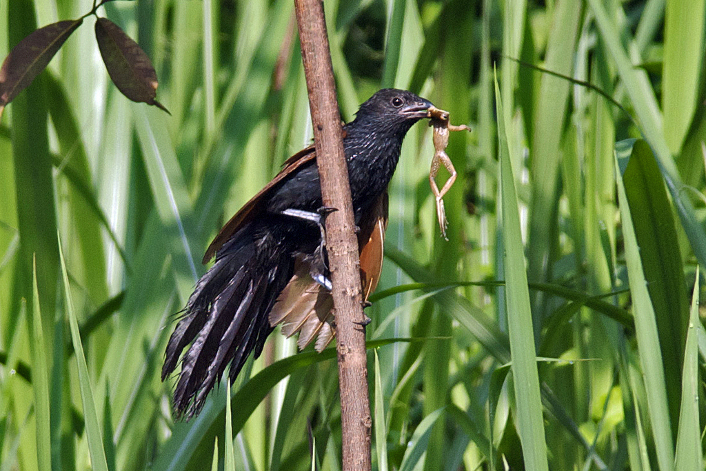 Lesser Coucal (Centropus bengalensis) - Avian Discovery