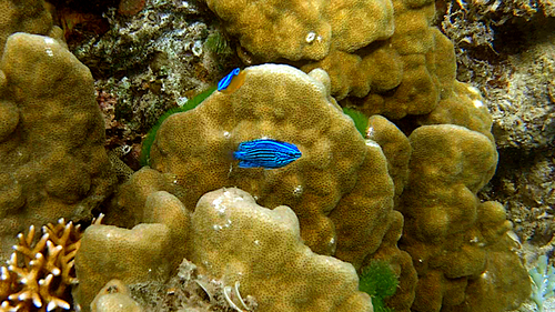 New Guinea Black Damselfish (Chrysiptera niger) · iNaturalist United ...