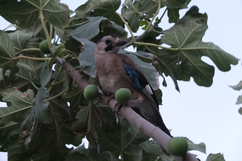 Samos Jay (Subspecies Garrulus glandarius samios) · iNaturalist