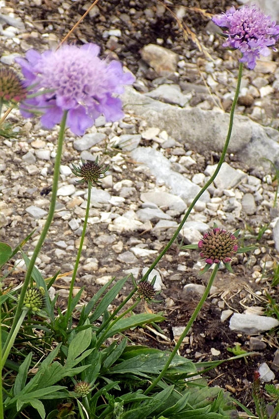 Scabiosa lucida subsp. lucida