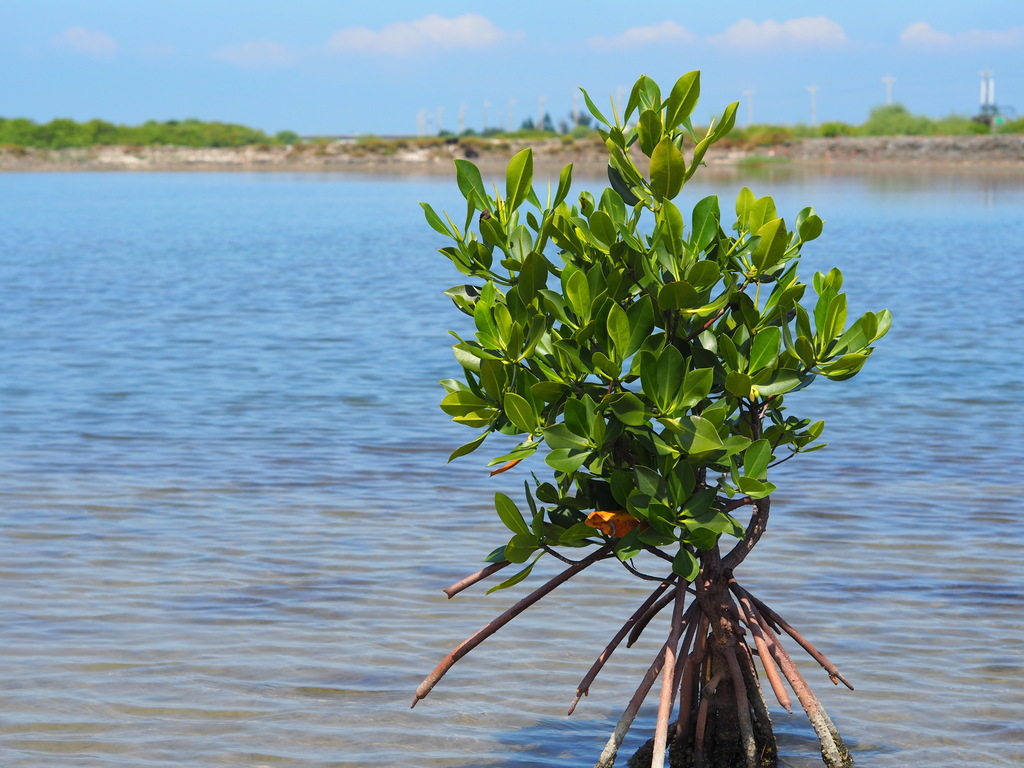 spotted mangrove (Rhizophora stylosa) - Botanical Realm