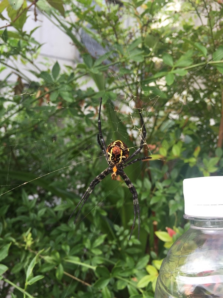 Kogane-gumo Spider from Haramihigashimachi, Kochi-Shi, Kochi, JP on ...