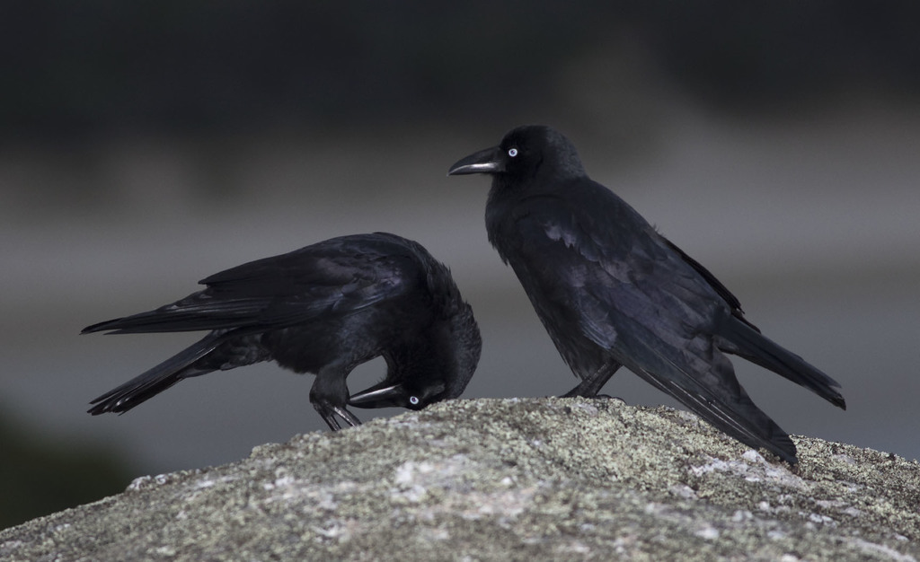 Crows and Ravens from Wilsons Promontory VIC 3960, Australia on May 6 ...