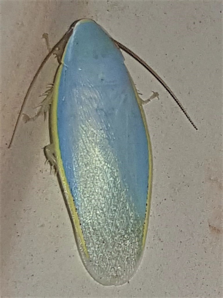 Panchlora aurora from Tapanahony, Suriname on April 29, 2019 at 10:42 ...