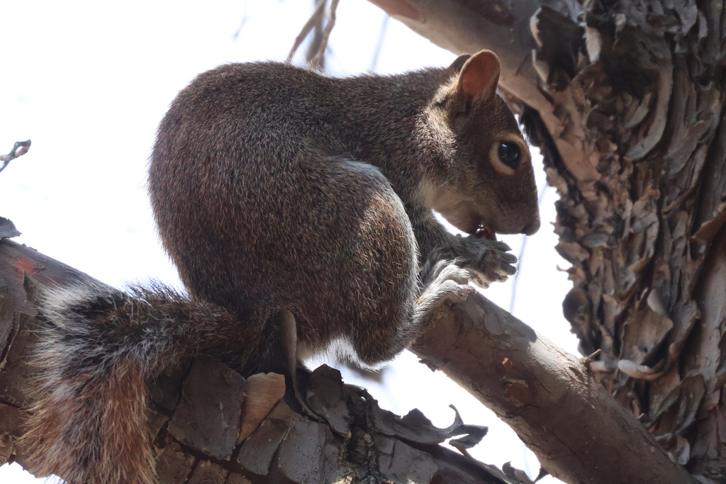 Allen's Squirrel from Arteaga, MX-CA, MX on May 18, 2025 at 12:52 PM by ...