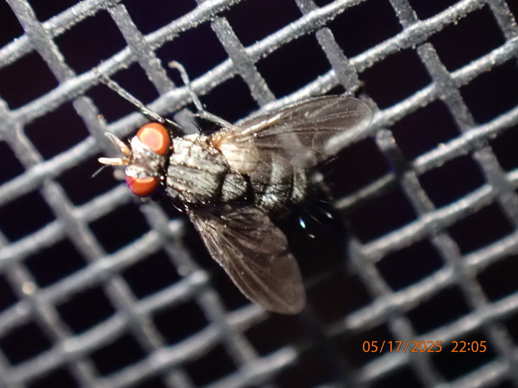 Bot Flies, Blow Flies, and Allies from Dunedin, FL, USA on May 17, 2025 ...