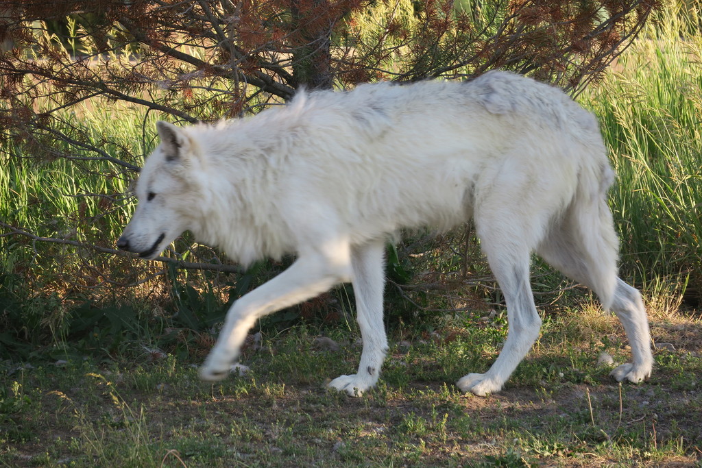 Gray Wolf in July 2018 by Altaf Habib · iNaturalist