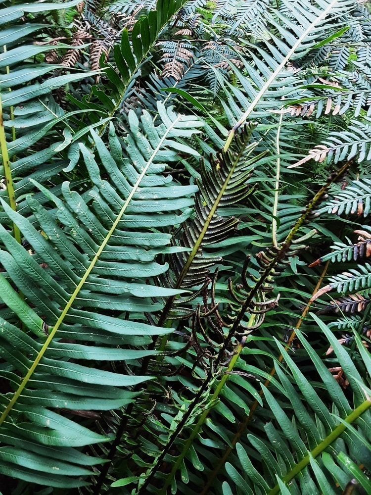 Fishbone water-fern from Hassans Walls Reserve, Lithgow NSW 2790 ...