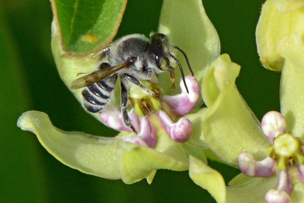 Texas Leafcutter Bee from Chisholm Creek, Wichita, KS, USA on May 17 ...