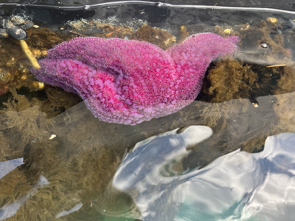 Ochre Sea Star from Hyashi Cove, Southern Gulf Islands, BC, CA on May ...