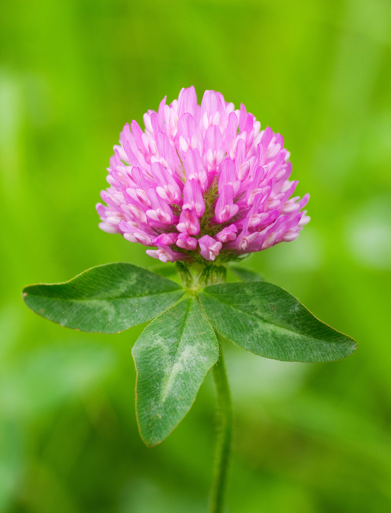 Red Clover (100 Wild Things NZ) · iNaturalist
