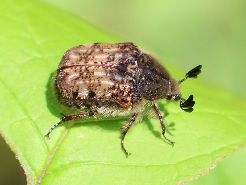 Bumble Flower Beetle from Ward Pound Ridge Reservation, NY, USA on May ...