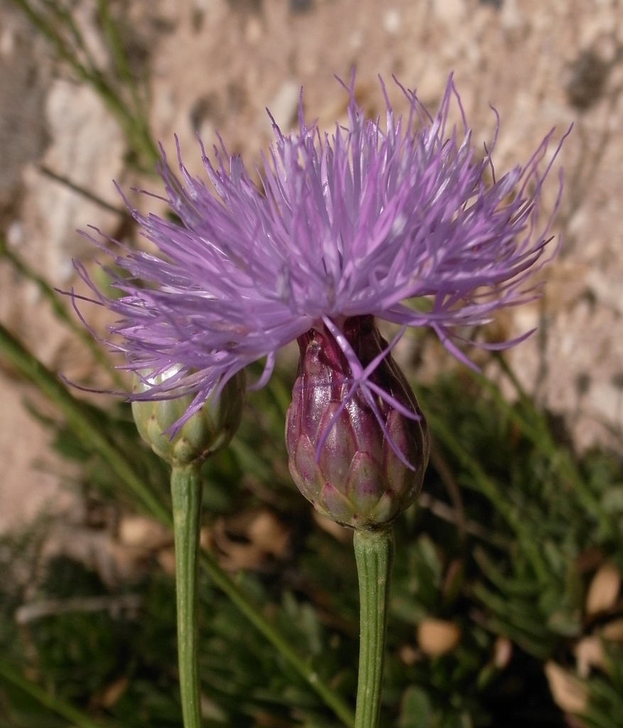 Maltese rock-centaury (Cheirolophus crassifolius) - Botanical Realm