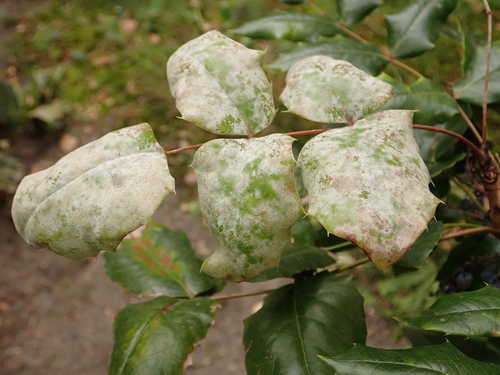 Microsphaera berberidis · iNaturalist