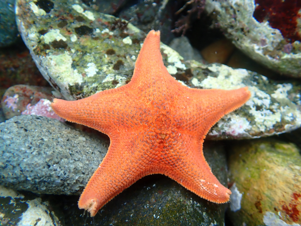 Bat Star from San Diego County, CA, USA on May 17, 2025 at 07:22 AM by ...