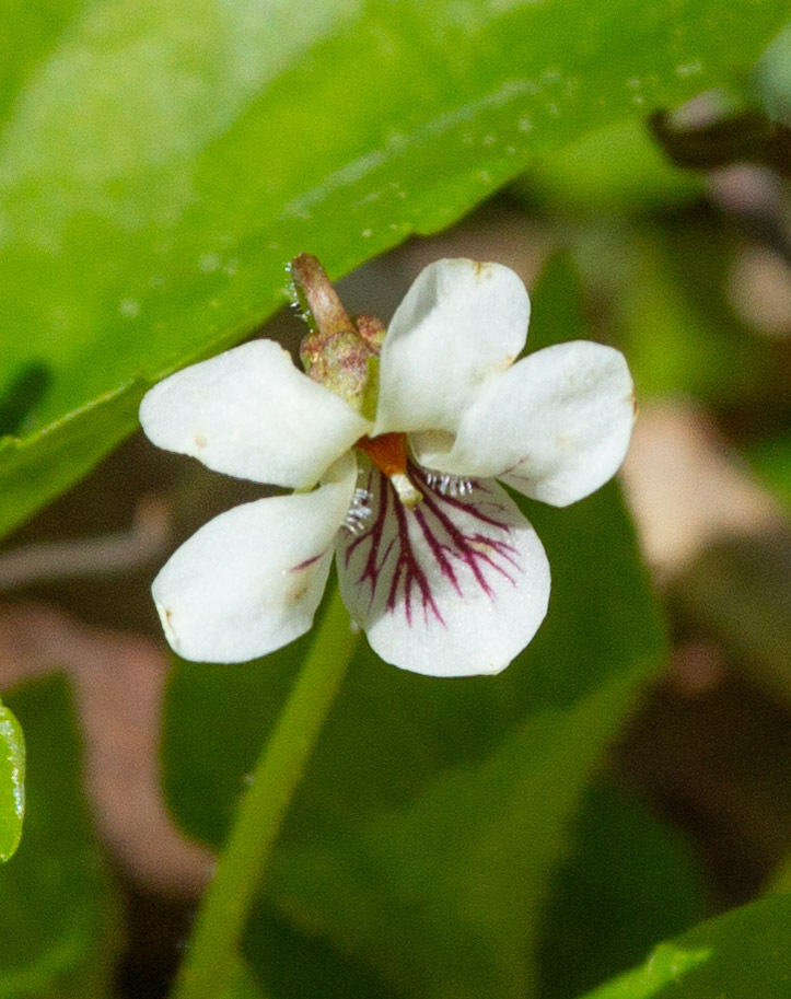 northern white violet from Ellsworth, ME 04605, USA on May 13, 2025 at ...