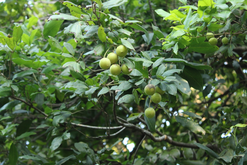 Guaya, huaya silvestre desde Diaz Ordaz, Agua Dulce, Ver., México el 18 ...