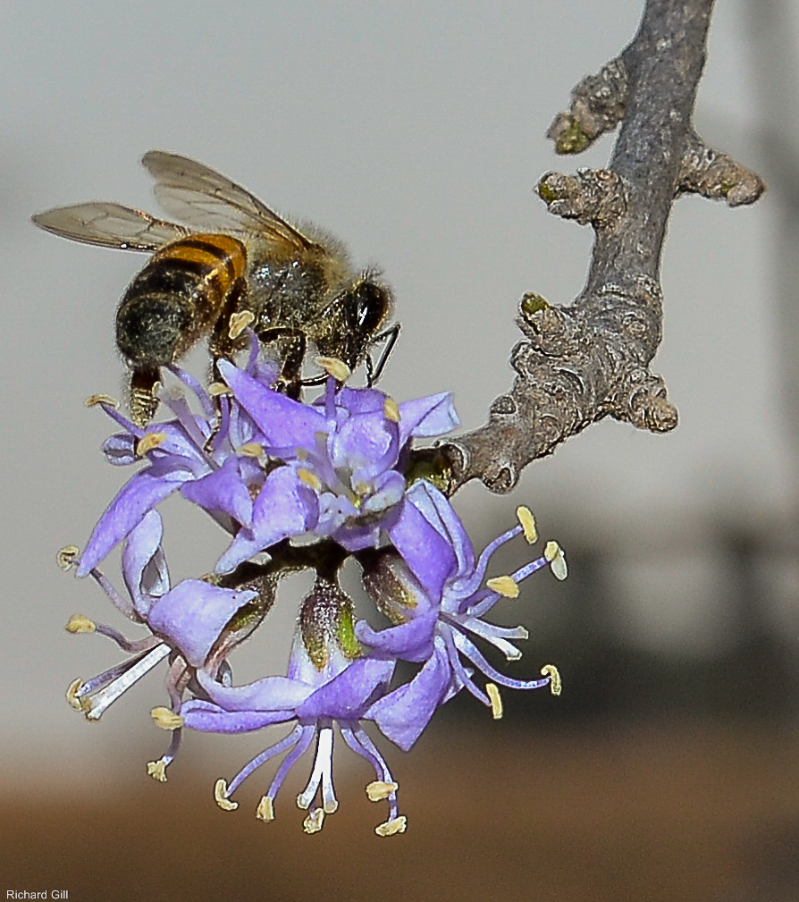 Puzzle Bush (Biodiversity of Fairy Glen Private Nature Reserve ...
