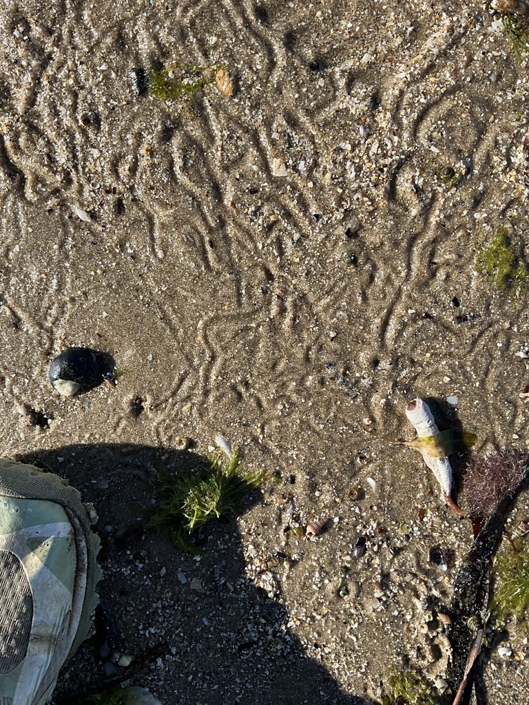 Polychaete Worms from Kangaroo Island, Kingscote, SA, AU on May 19 ...