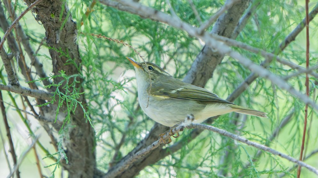 Two-barred Warbler from 中国河北省唐山市滦南县 on May 18, 2025 at 10:14 AM by ...