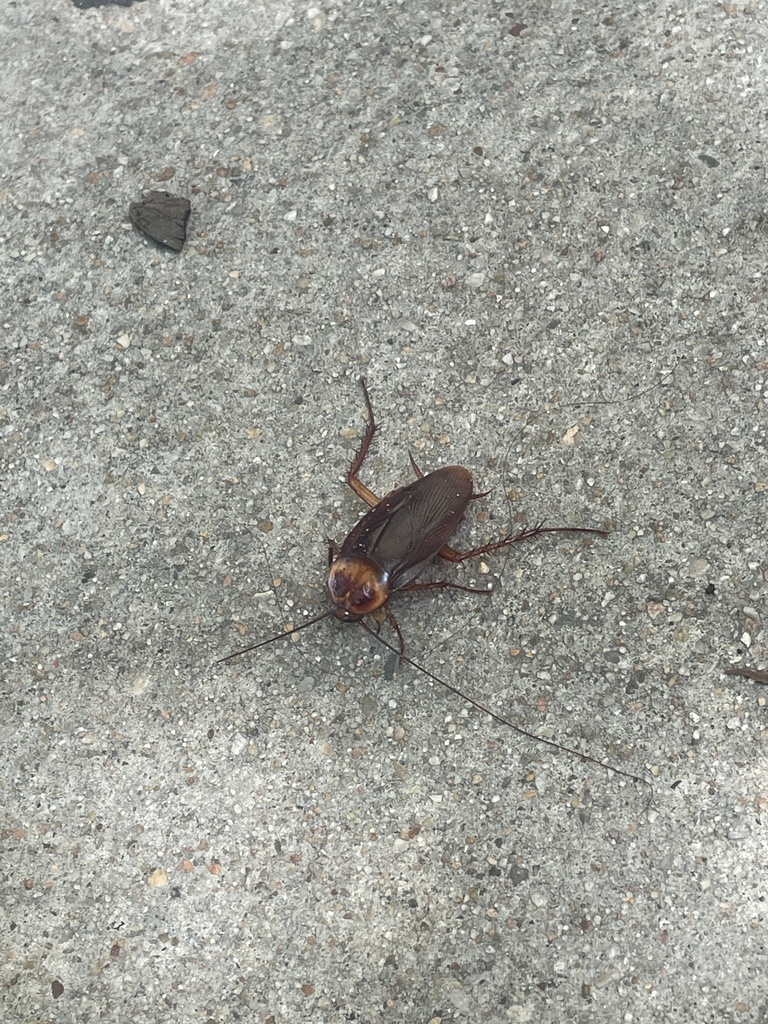 American Cockroach from W 26th St, Austin, TX, US on May 12, 2025 at 10 ...