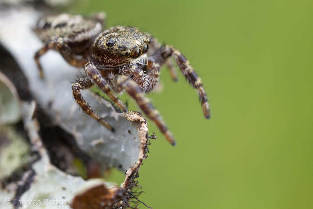 Coppered White-cheeked Jumping Spider from Capital, BC, Canada on ...