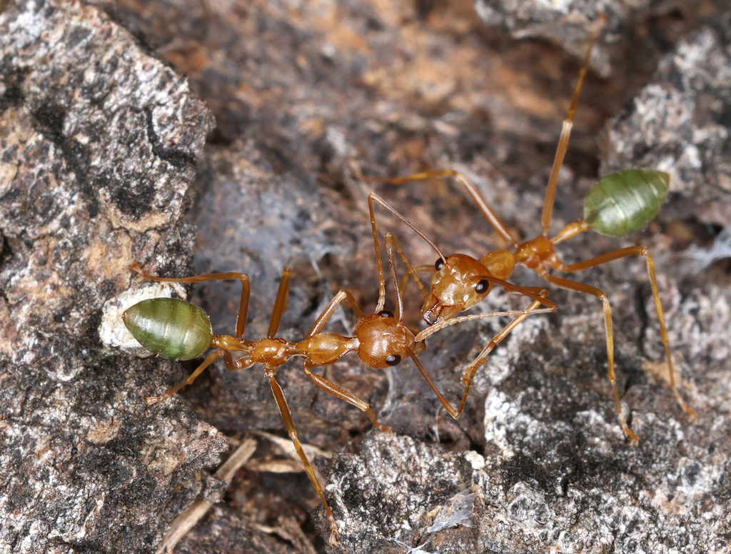 Asian Weaver Ant from Darwin NT, Australia on May 11, 2025 at 11:27 AM ...