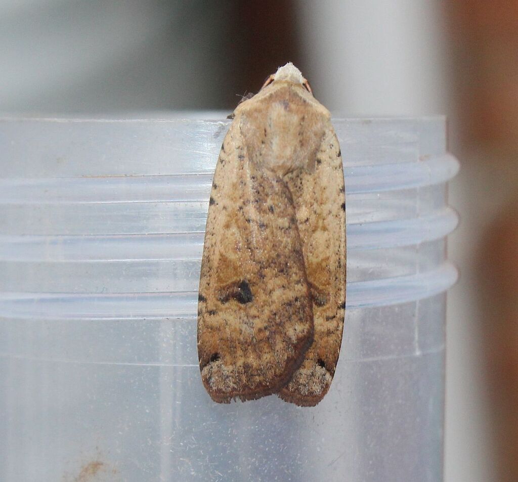 Large Yellow Underwing from Netherton, Dudley, UK on May 19, 2025 at 06 ...