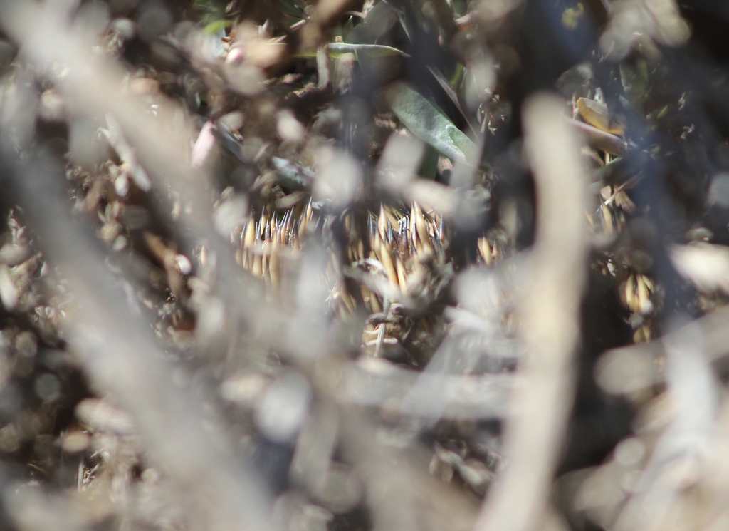 Eastern Short-beaked Echidna from Point Wilson VIC 3212, Australia on ...