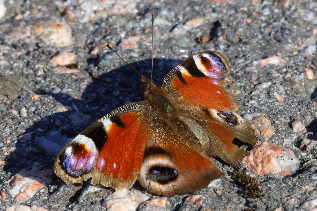 European Peacock Butterfly from Ruskeasuo, Helsinki, Suomi on May 19 ...