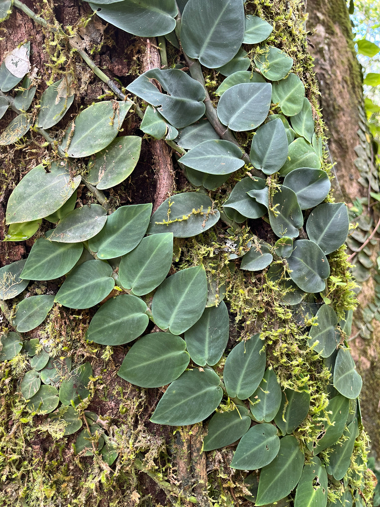 shingle plant from Daintree, AU-QL-DG, AU-QL, AU on May 19, 2025 at 01: ...