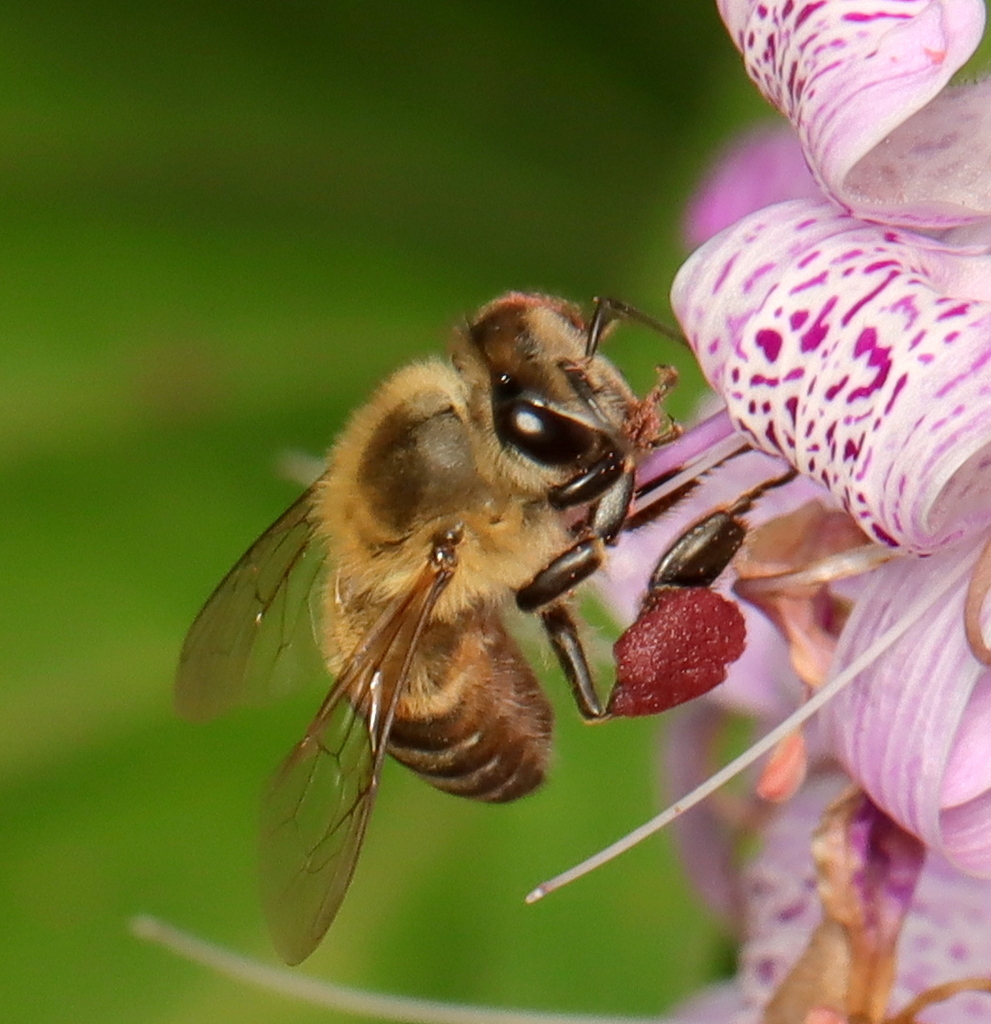 Western Honey Bee from Riebeeck West, South Africa on May 19, 2025 at ...